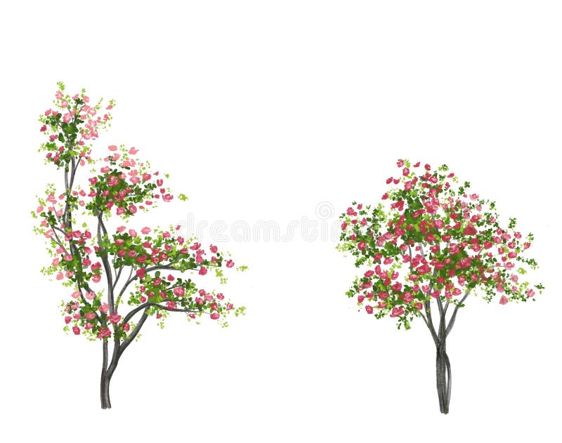 Tree Side View Isolated on White Background for Landscape Stock Image ...