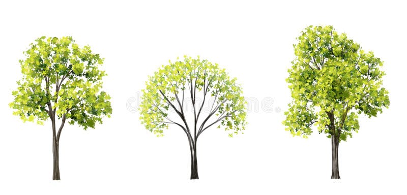 Tree Side View Isolated on White Background for Landscape Stock Photo ...