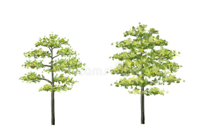 Tree Side View Isolated on White Background for Landscape Stock Photo ...