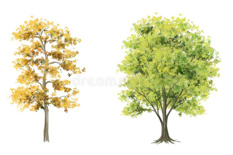 Tree Side View Isolated on White Background for Landscape Stock Photo ...