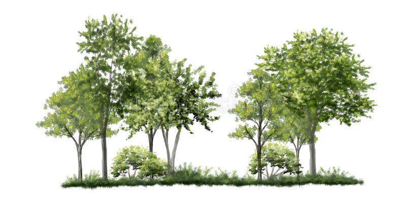 Tree Side View for Landscape Plan Stock Illustration - Illustration of ...