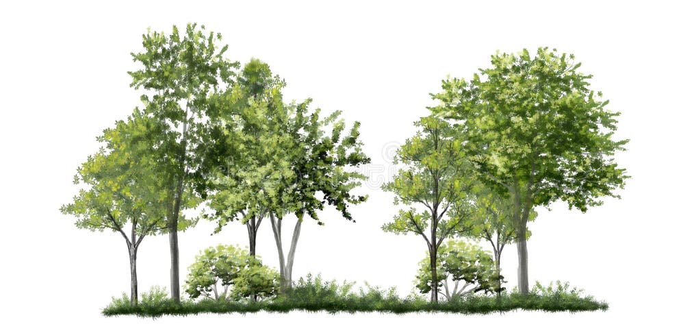 Tree Side View for Landscape Plan Stock Illustration - Illustration of ...