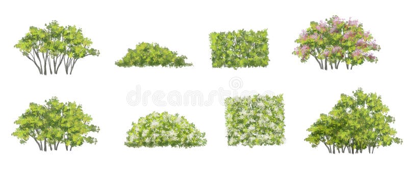 Tree Side View for Landscape Plan Stock Illustration - Illustration of ...