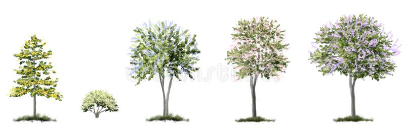 Tree Side View for Landscape Plan Stock Illustration - Illustration of ...
