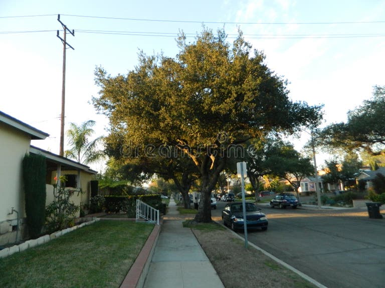 Tree stock photo. Image of california, feel, bare, carmillion - 101833836