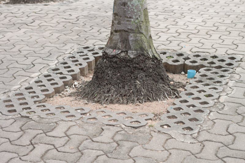 Tree on sidewalk stock photo. Image of stump, gray, space - 51813944