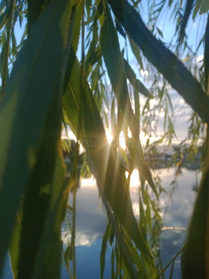 Tree Sights through the Branches Stock Image - Image of bright, trees ...