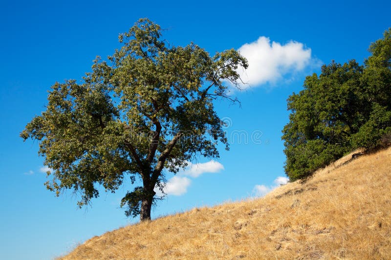 Tree Silhouette stock image. Image of nature, deciduous - 1619557