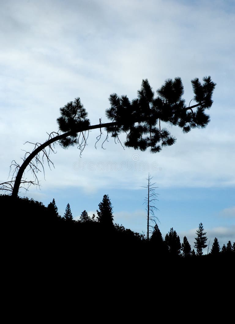 518 Bent Tree Silhouette Stock Photos - Free & Royalty-Free Stock ...