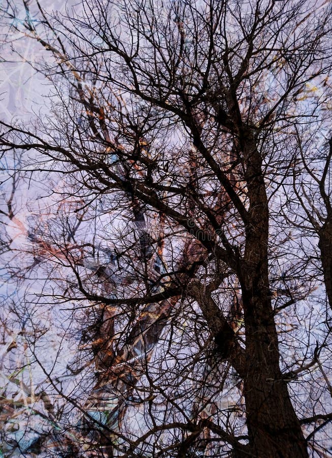 Tree Silhouette on the Abstract Ornamental Background Stock Image ...