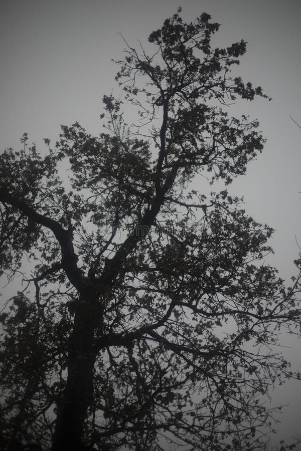 Tree Silhouette. Tree Against a Background of Gray Sky Stock Image ...