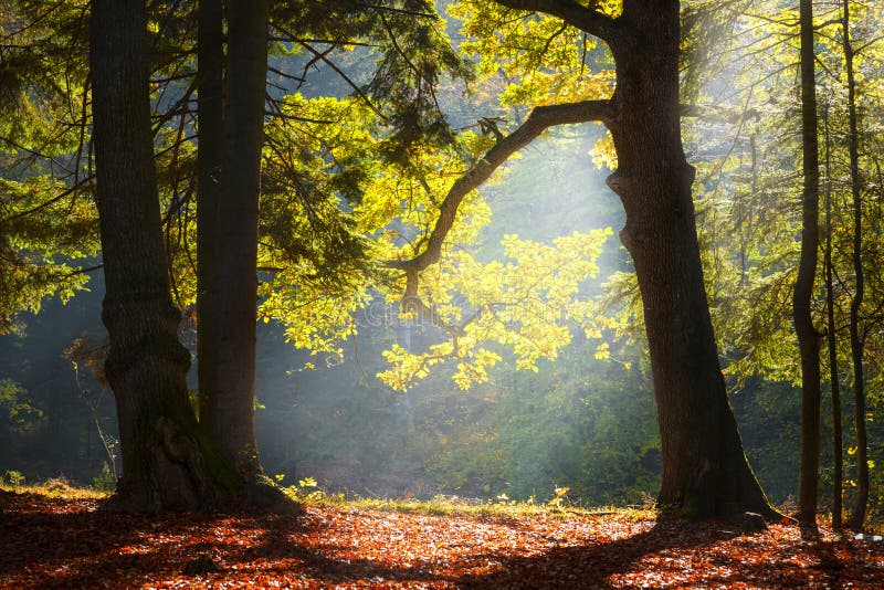 Tree Silhouette during Autumn in the Forest Stock Photo - Image of ...