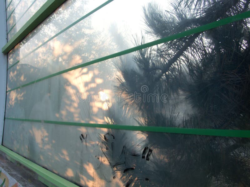 Tree Silhouette Behind a Translucent Glass Stock Photo - Image of plant ...