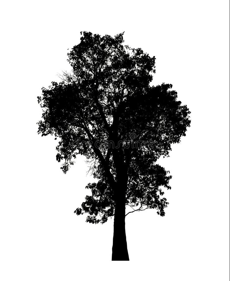 430 Bent Tree Silhouette Stock Photos - Free & Royalty-Free Stock ...