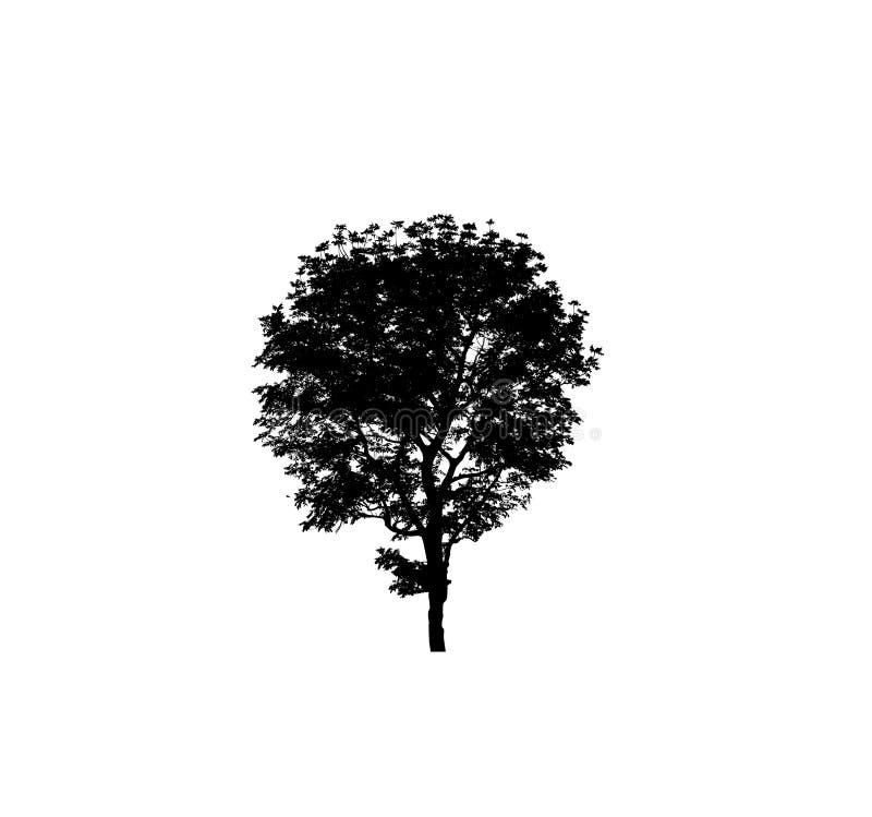 Root Vector Set Isolated on White Background. Tree Roots System ...