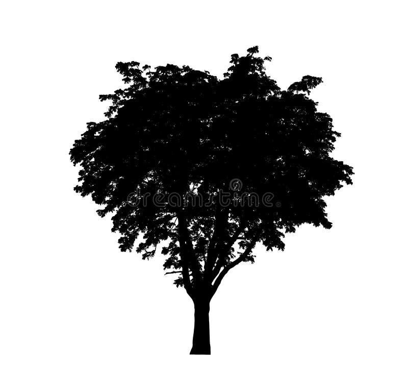 Tree Silhouettes Isolated on White Background . Stock Illustration ... Tree Silhouettes Isolated on White Background . Stock Illustration ...