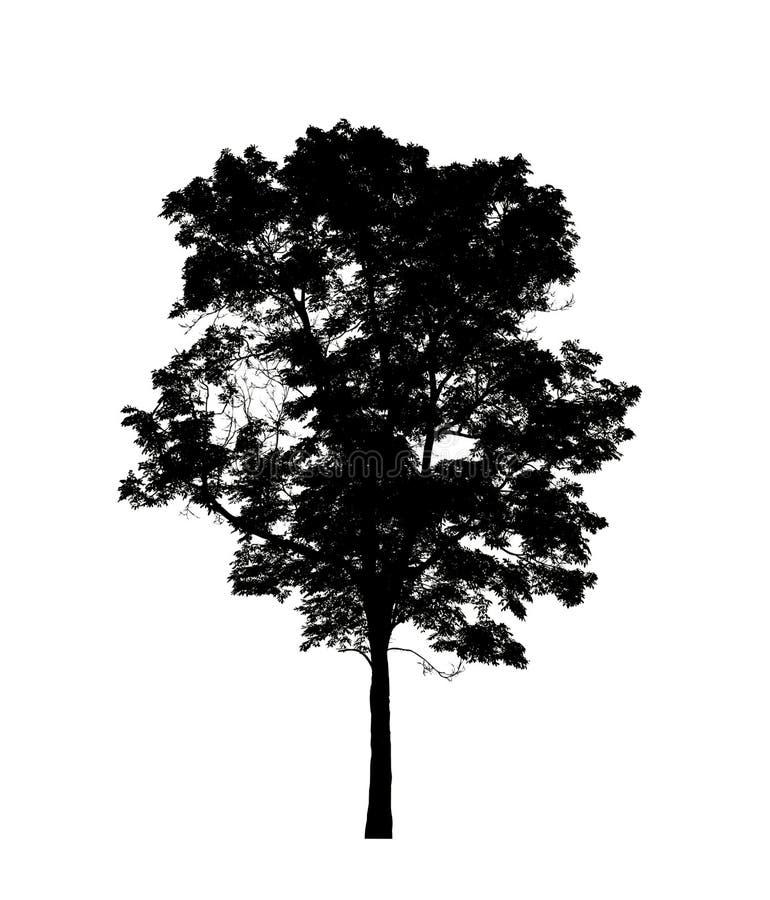 Tree Silhouettes Isolated on White Background . Stock Image - Image of ...