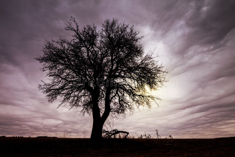 Tree Silhouette with Dramatic Sky. Stock Image - Image of dark, spooky ...