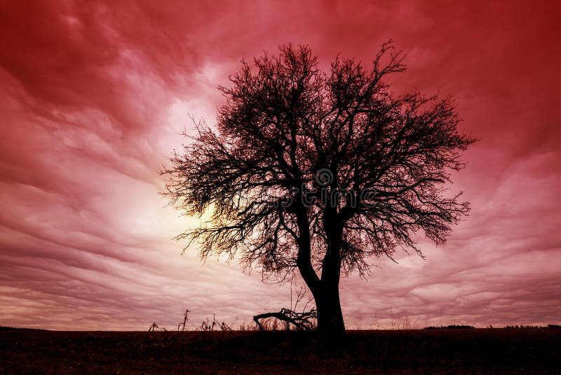 Tree Silhouette with Dramatic Sky Stock Photo - Image of czech, spooky ...