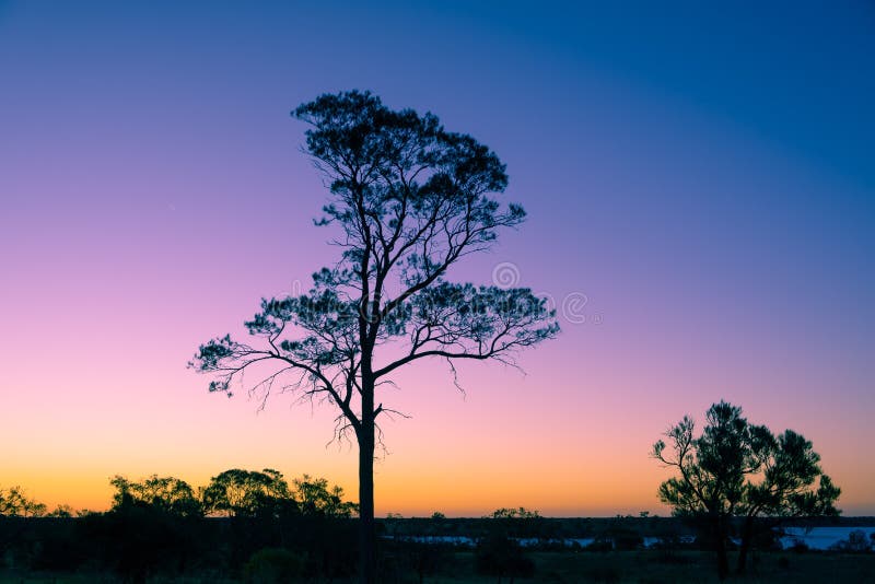 Tree Silhouette at Dusk in Australia. Stock Photo - Image of australian ...