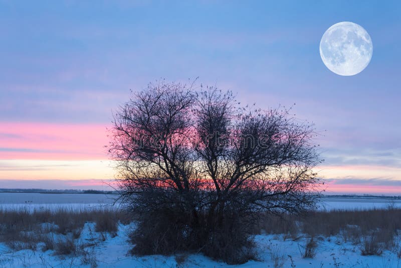 Tree Silhouette Under a Full Moon Stock Image - Image of serene ...