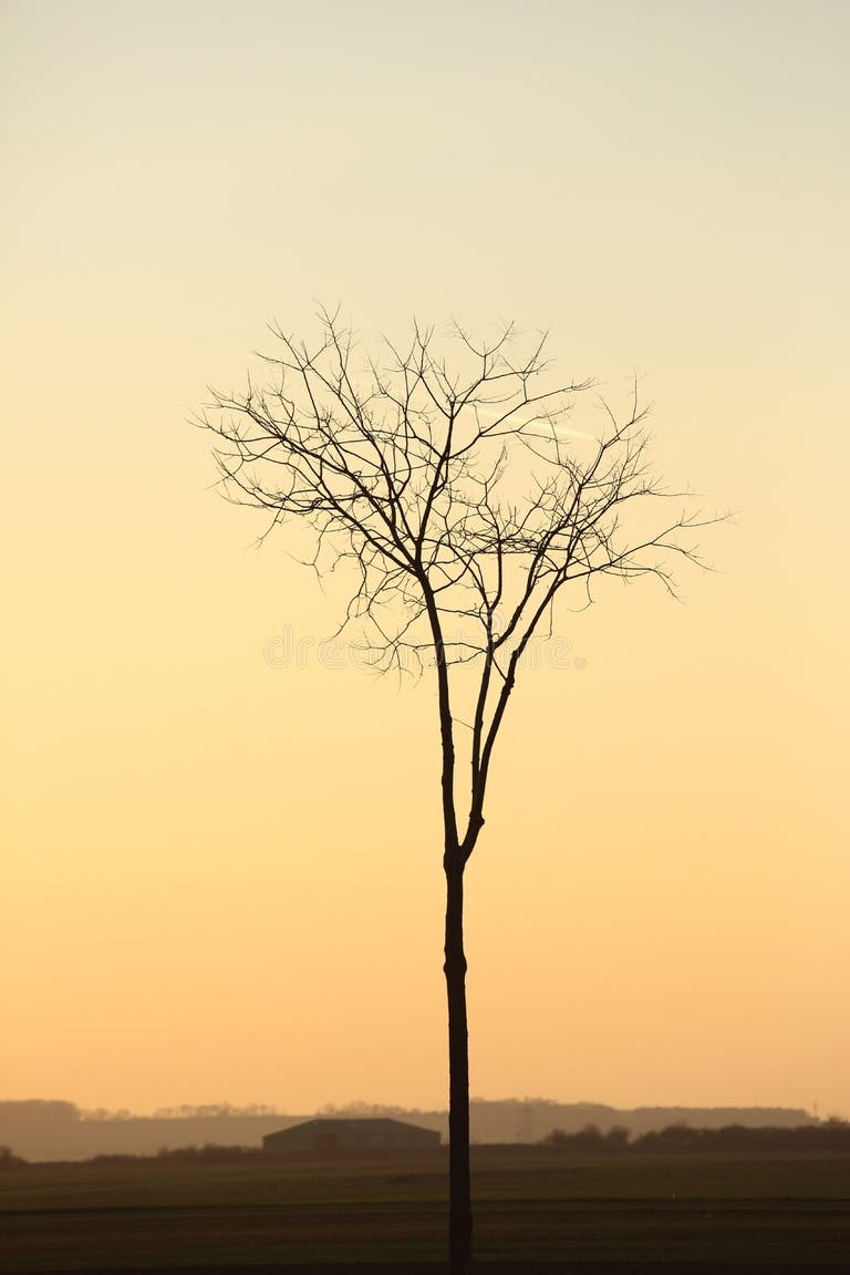 9,067 Lone Tall Tree Stock Photos - Free & Royalty-Free Stock Photos ...