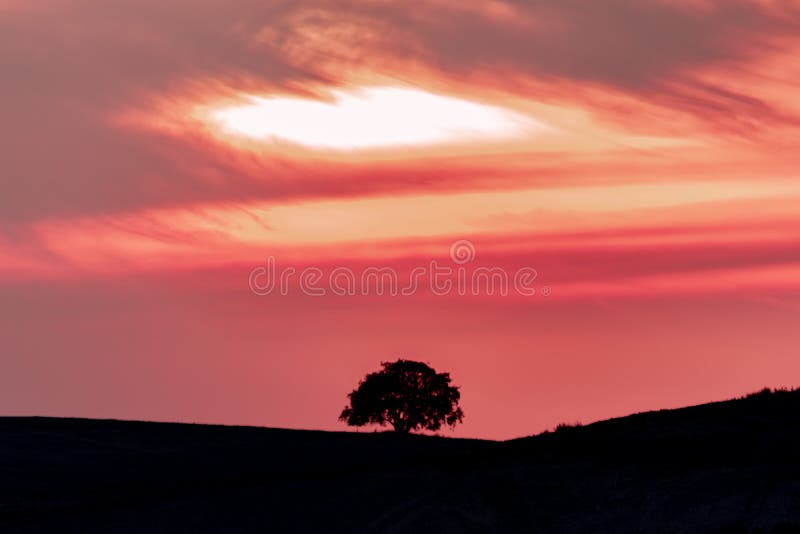 Tree Silhouette on the Horizon Stock Image - Image of colorful, coppice ...