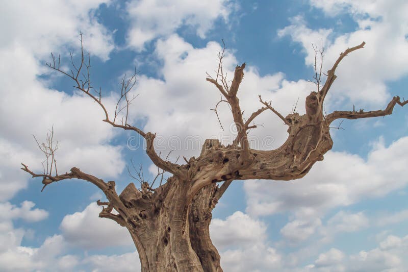 Silhouette of the Trunk of an Old Dead Olive Tree in Spain. Stock Photo ...