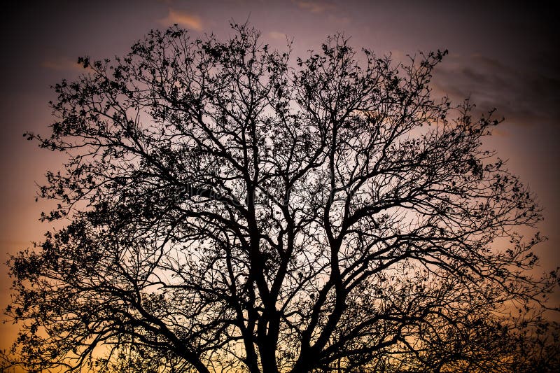 Tree Silhouette in Low Light Stock Photo - Image of branch, sunset ...