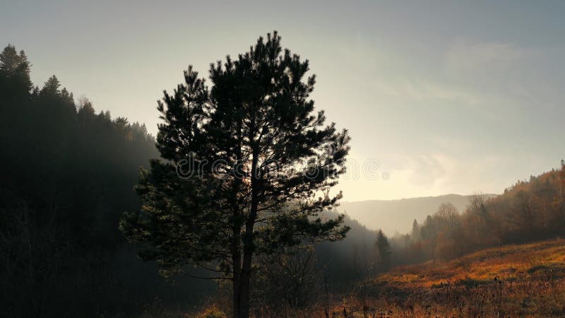 Tree Silhouette in Morning Light, a Solitary Tree Stands Tall on a ...