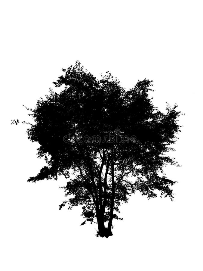 Tree Silhouette stock image. Image of plant, icon, real - 99318881