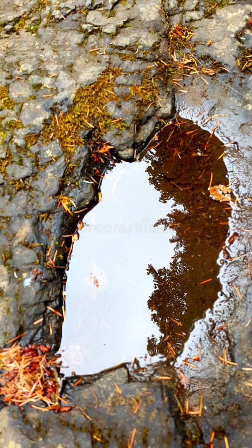 Tree Silhouette Reflected in a Puddle Stock Photo - Image of cement ...