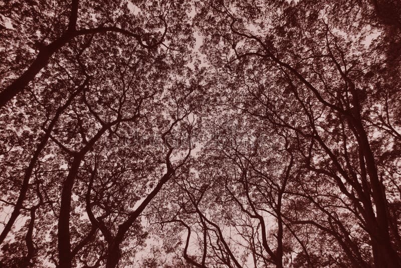 Tree Silhouette Sepia stock image. Image of angle, landscape - 37517899