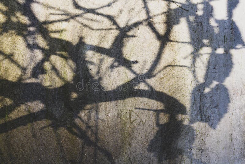 Tree Silhouette Shadows Background Stock Image - Image of concept ...