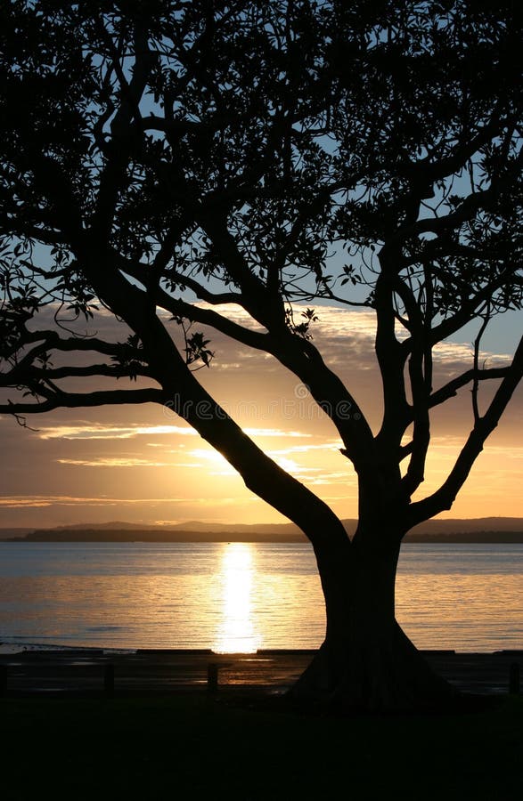 Tree Silhouette - Sunrise stock image. Image of calm, branches - 803365