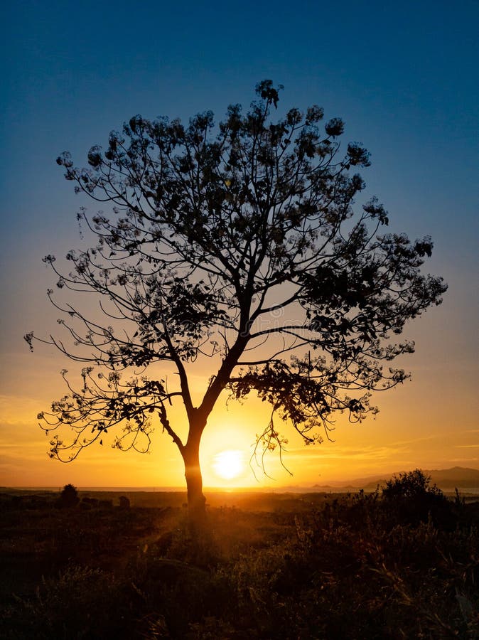 Tree Silhouette with Sunrise in the Morning Stock Image - Image of ...