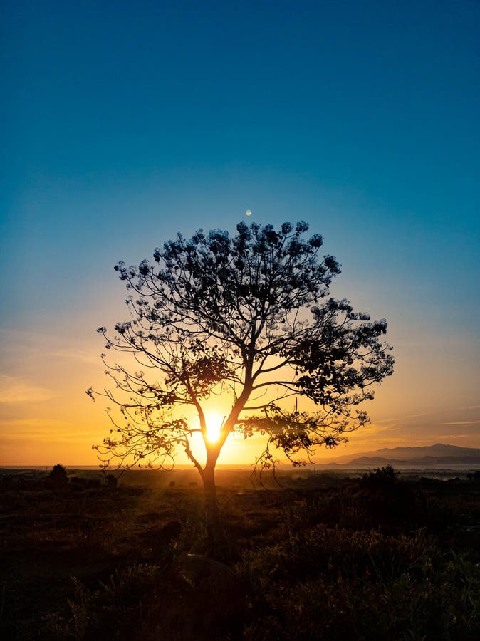 Tree Silhouette with Sunrise in the Morning Stock Image - Image of asia ...