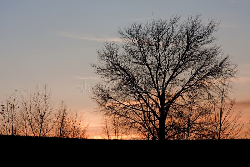 Tree Silhouette at Sunset stock photo. Image of sunset - 11864952