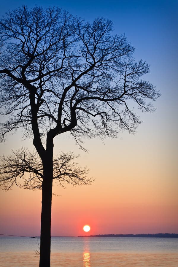 Sunset tree silhouette stock image. Image of graceful - 4131357