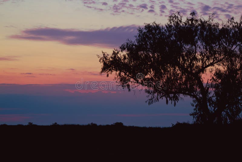 Tree silhouette at sunset stock image. Image of evening - 28158497