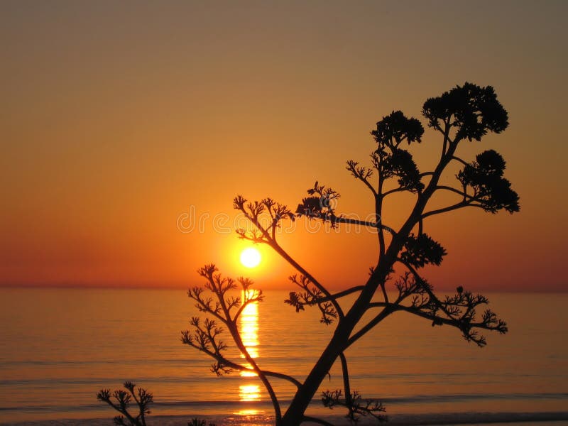 Tree silhouette at sunset stock image. Image of waves - 4123927