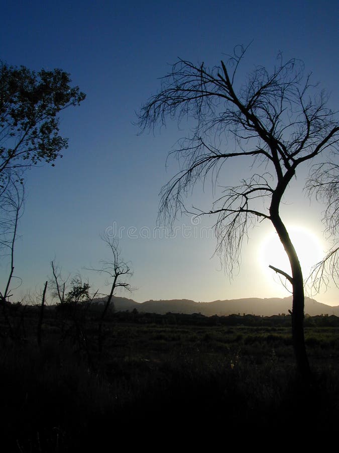 Tree Silhouette At Sunset Picture. Image: 62288
