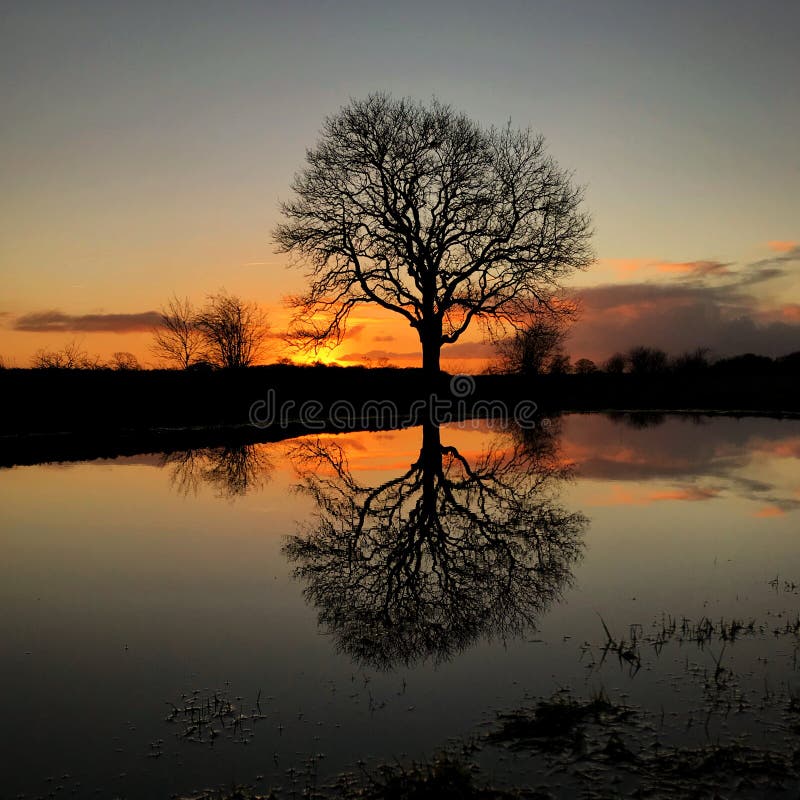 Tree silhouette at sunset stock photo. Image of beautiful - 216527616