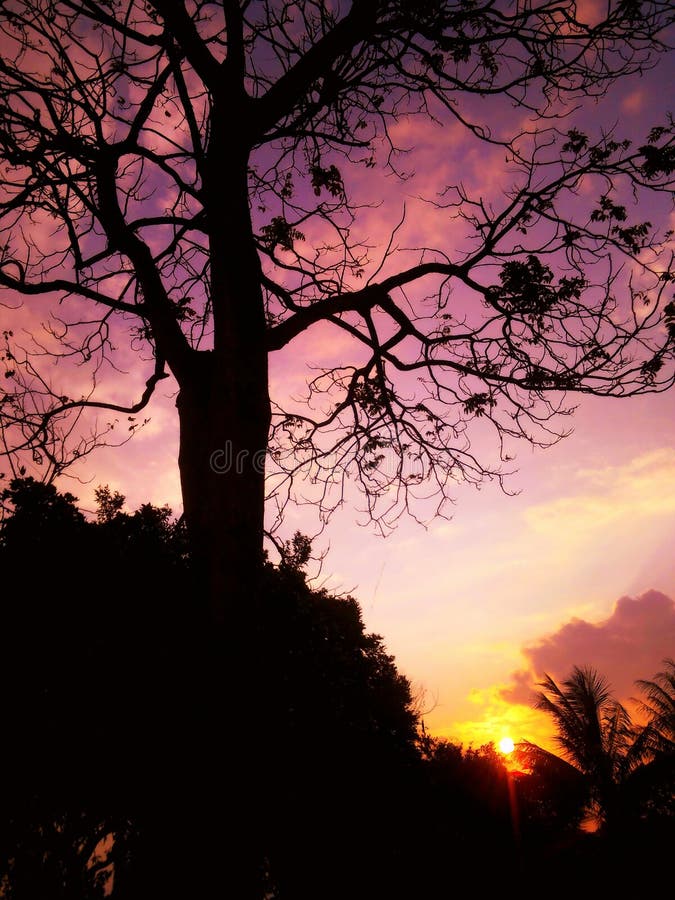 Tree silhouette at Sunset stock photo. Image of skies - 76493710