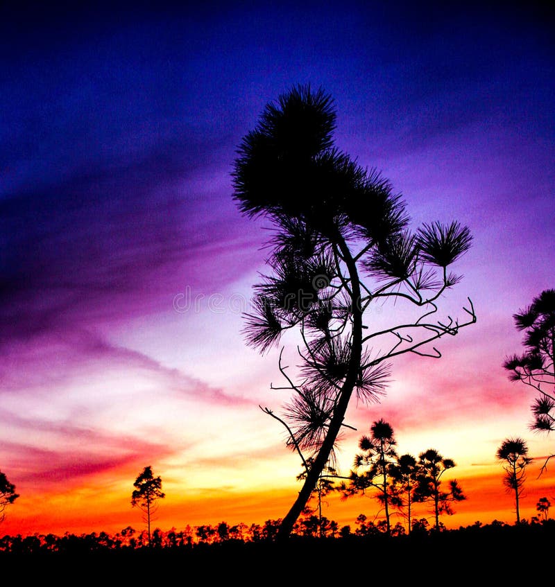 Tree silhouette at sunset stock image. Image of tree - 165596415