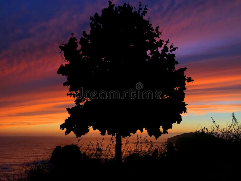 Tree Silhouette Sunset stock image. Image of oregon, california - 85448963