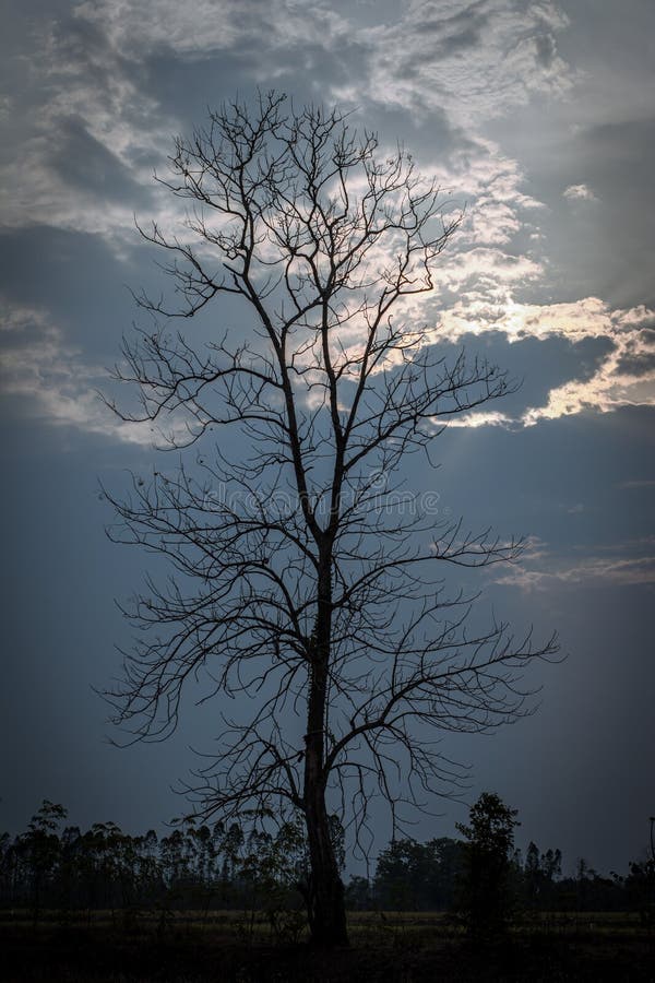 Tree Silhouette Sunset Orange Sky Beautyfull Stock Image - Image of ...