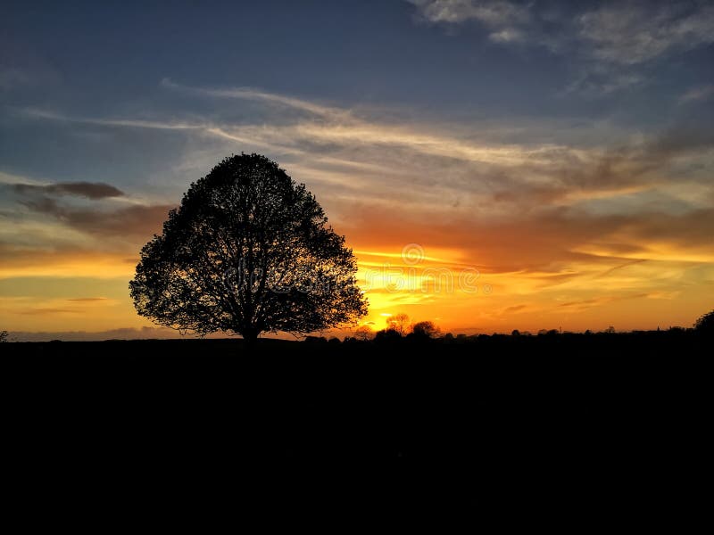Tree silhouette at sunset stock image. Image of colorful - 215241835