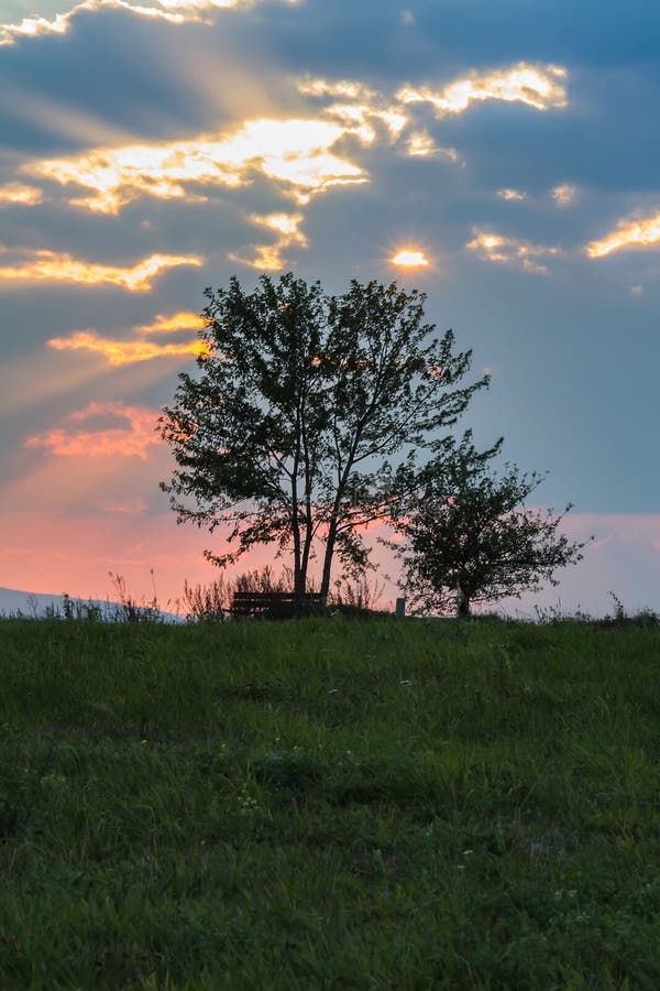 Tree Silhouette with Sunset Sky Stock Image - Image of park, light ...