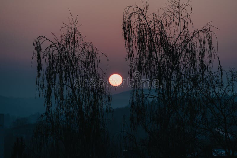 Tree Silhouette during Sunset Stock Photo - Image of nature, sunrise ...